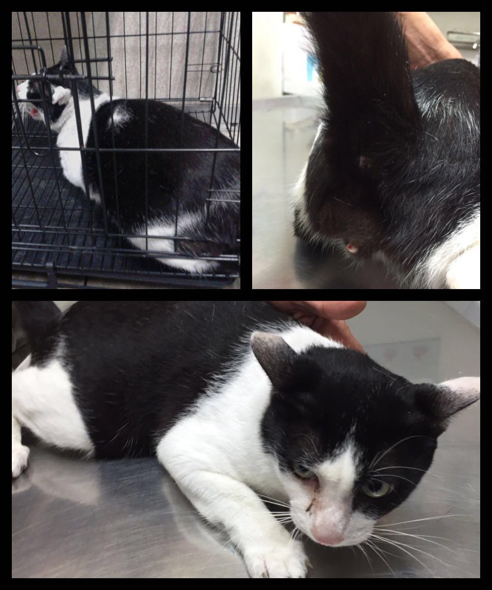 Neutering aid for 2 cats in Subang (Hew Sook Yean's) - AnimalCare