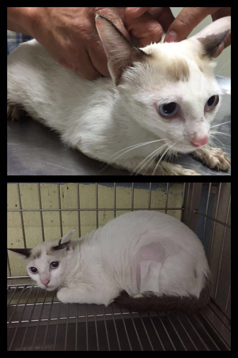 Neutering aid for 2 cats in Subang (Hew Sook Yean's) - AnimalCare
