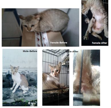 Neutering aid for 2 cats in Johor Bahru (Len Siew Moey's) - AnimalCare