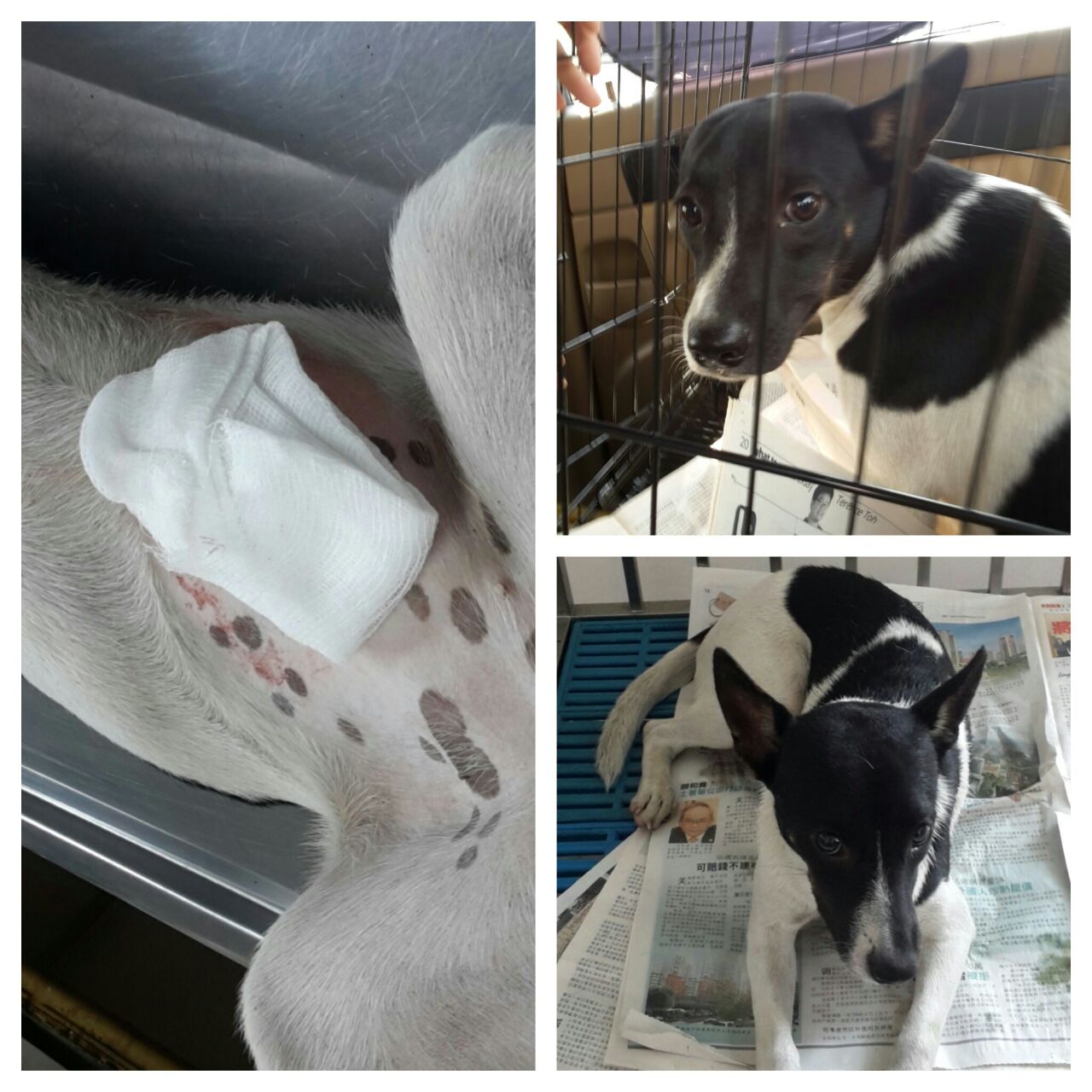 Neutering aid for 2 dogs in Ampang & Cheras (Rose Au Ah Kieu & Wong Yee ...