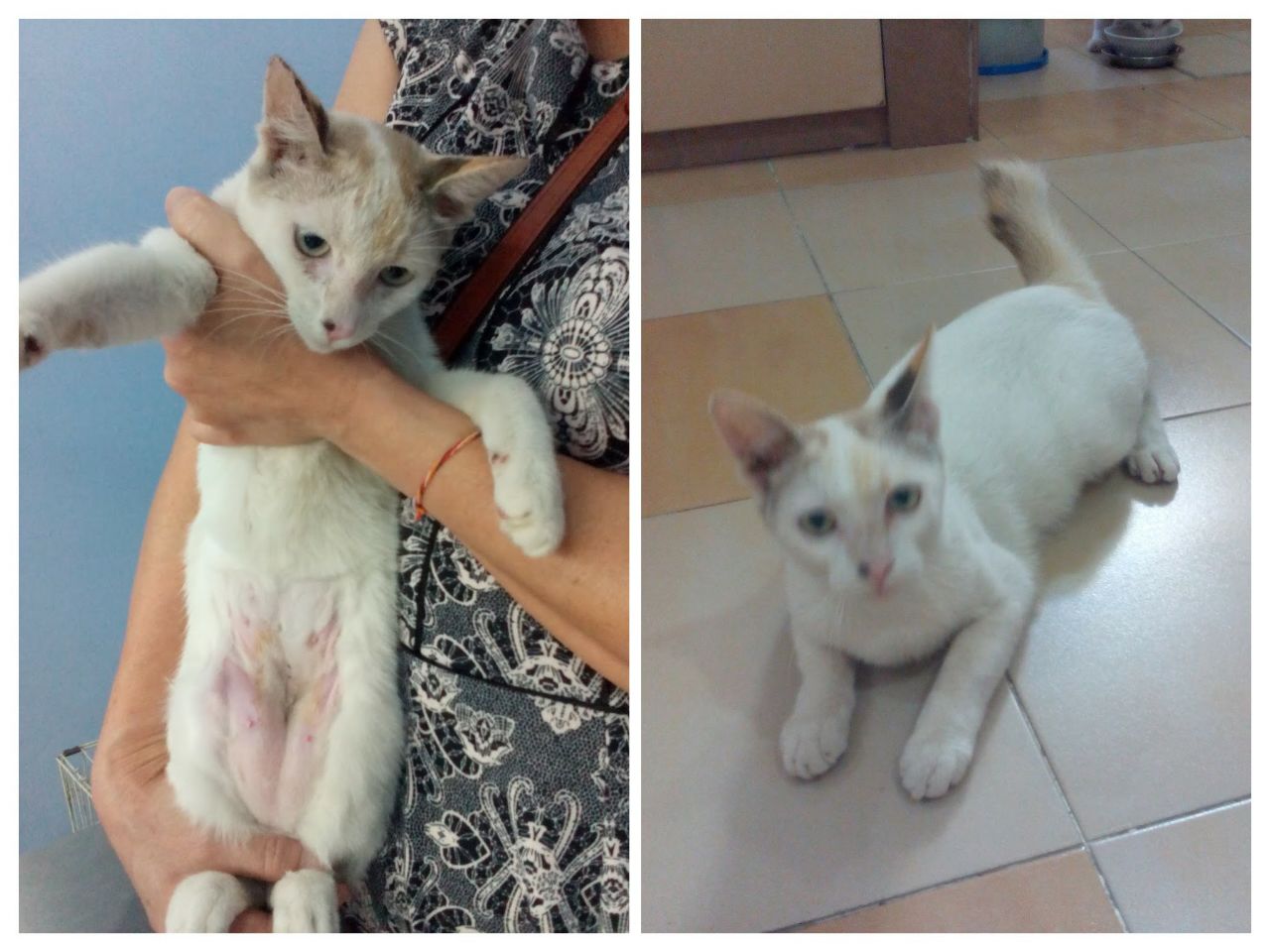 Neutering aid for 4 cats in Klang (Linda Seow Siew Kean's) - AnimalCare