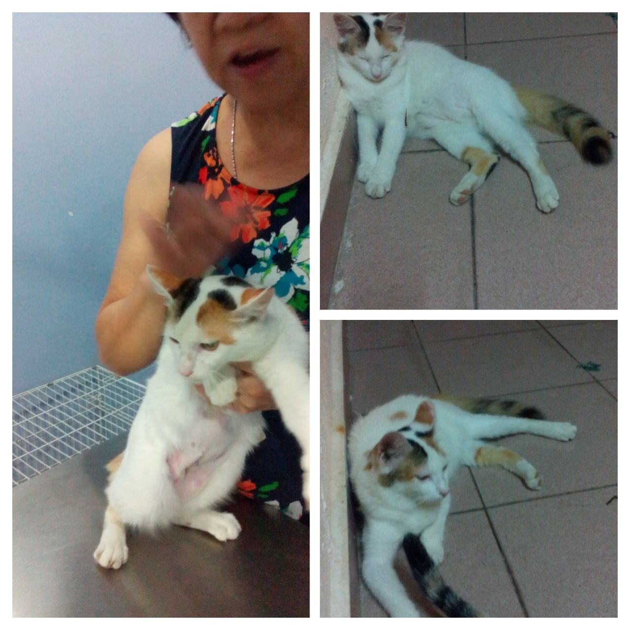 Neutering aid for 4 cats in Klang (Linda Seow Siew Kean's) - AnimalCare