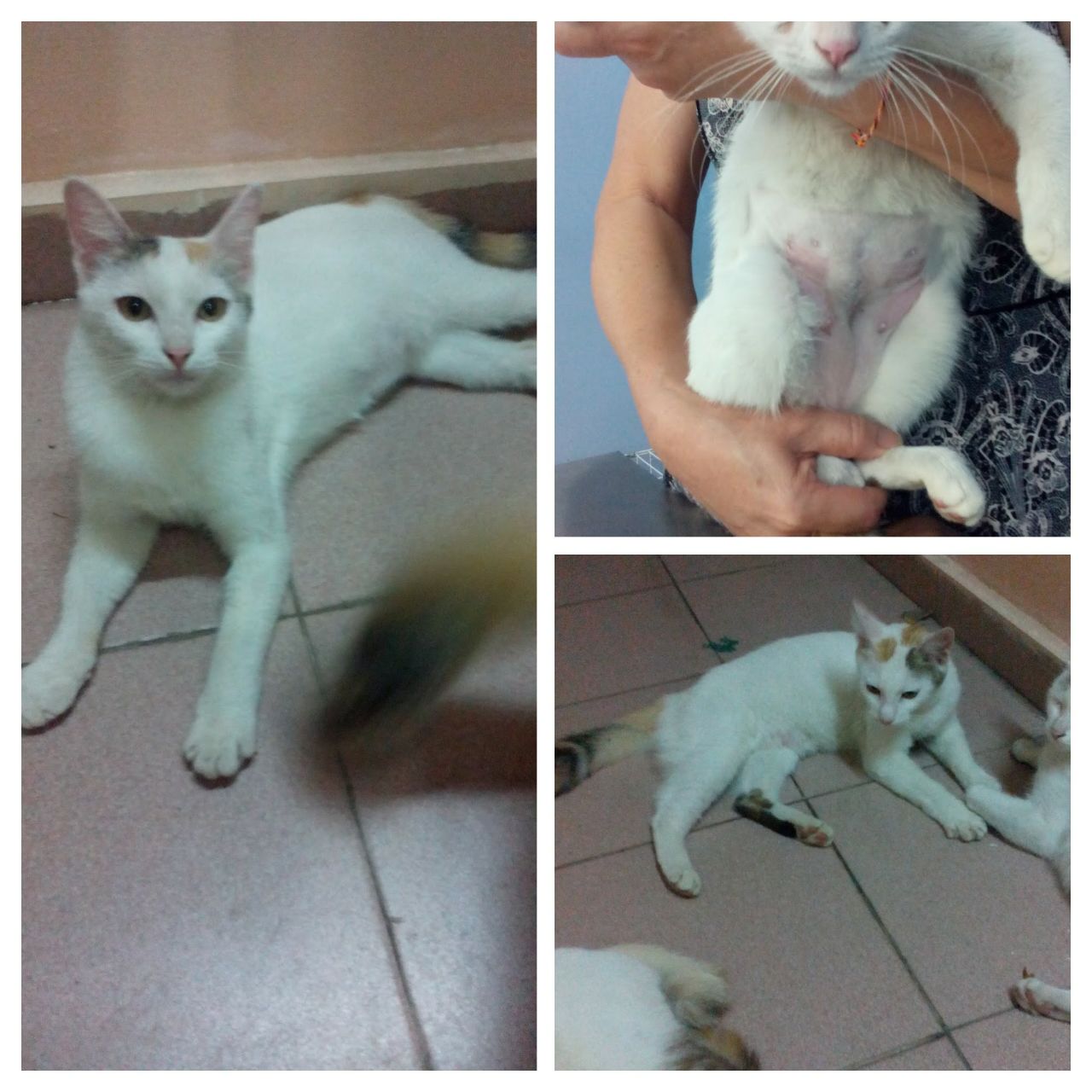 Neutering aid for 4 cats in Klang (Linda Seow Siew Kean's) - AnimalCare