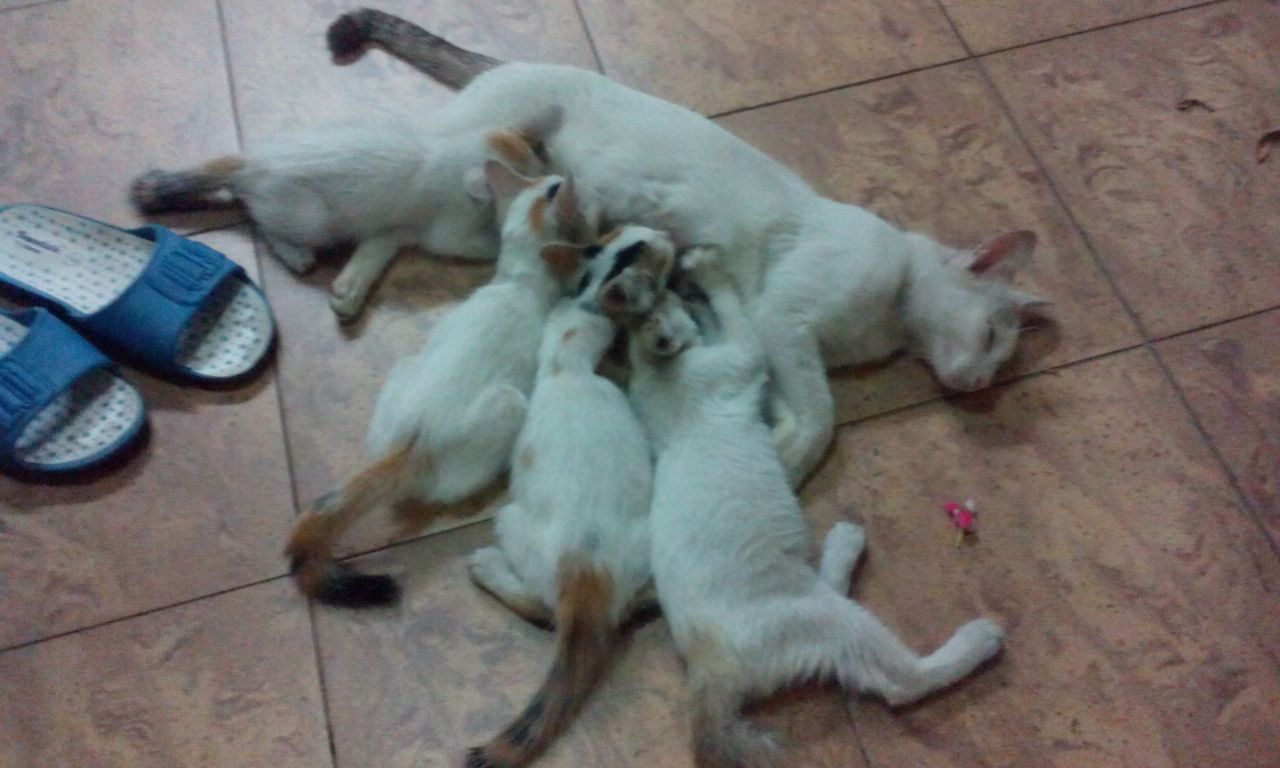 Neutering aid for 4 cats in Klang (Linda Seow Siew Kean's) - AnimalCare