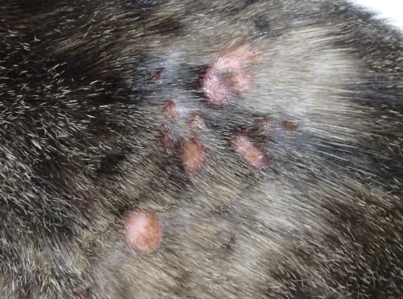 Tiger's skin lesions - AnimalCare