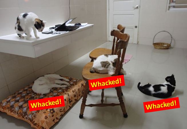 Cleo, the badass disciplinarian - AnimalCare