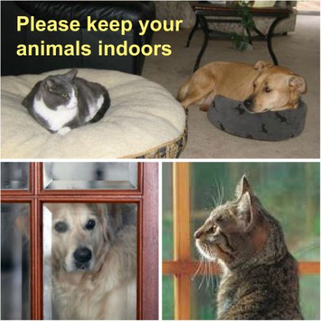 Please keep all your animals indoors - AnimalCare