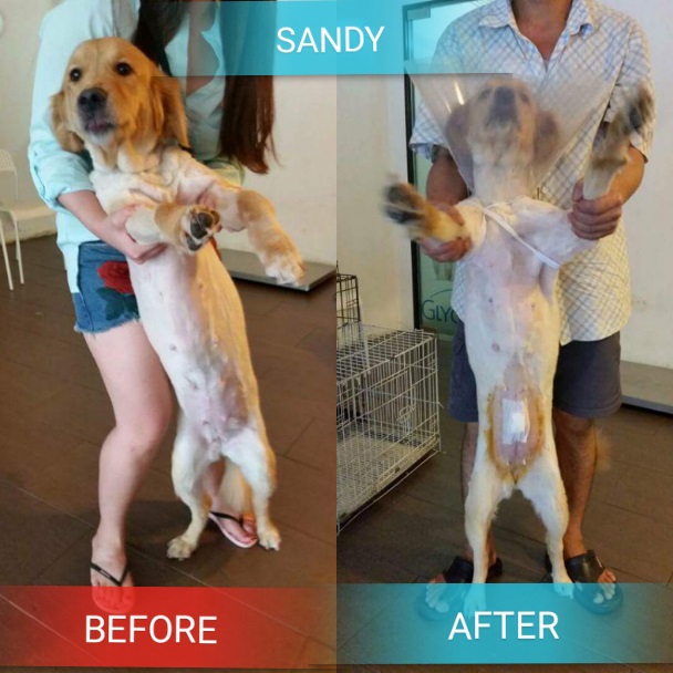 Neutering aid for 1 dog in Klang (Frankie Chee King Har's) - AnimalCare