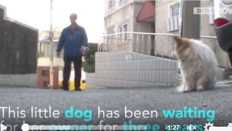 Mini "Hachiko" - AnimalCare