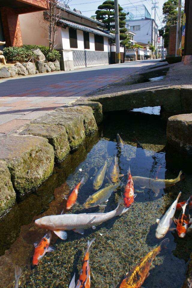 Drains in Japan - AnimalCare