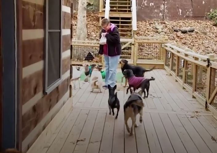 A home for senior dogs - AnimalCare