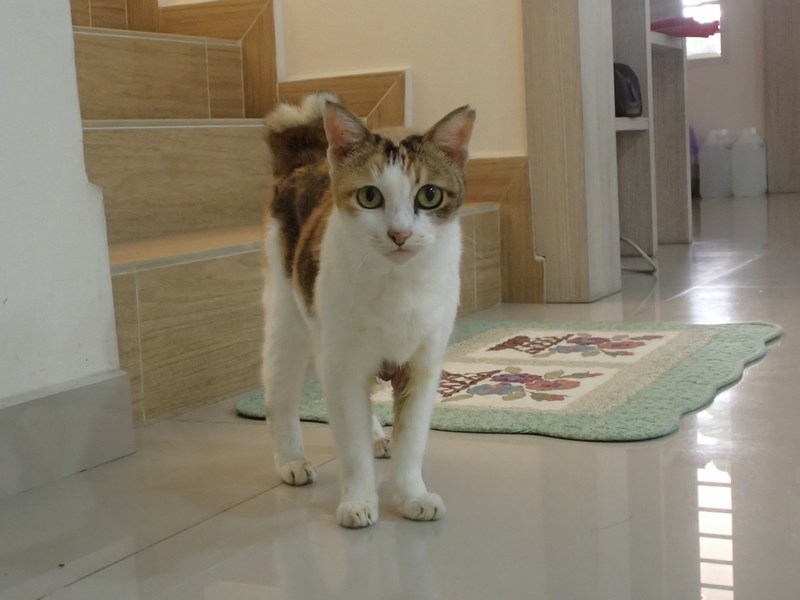 In loving memory of Daffodil, the cat-mother-of-the-year - AnimalCare