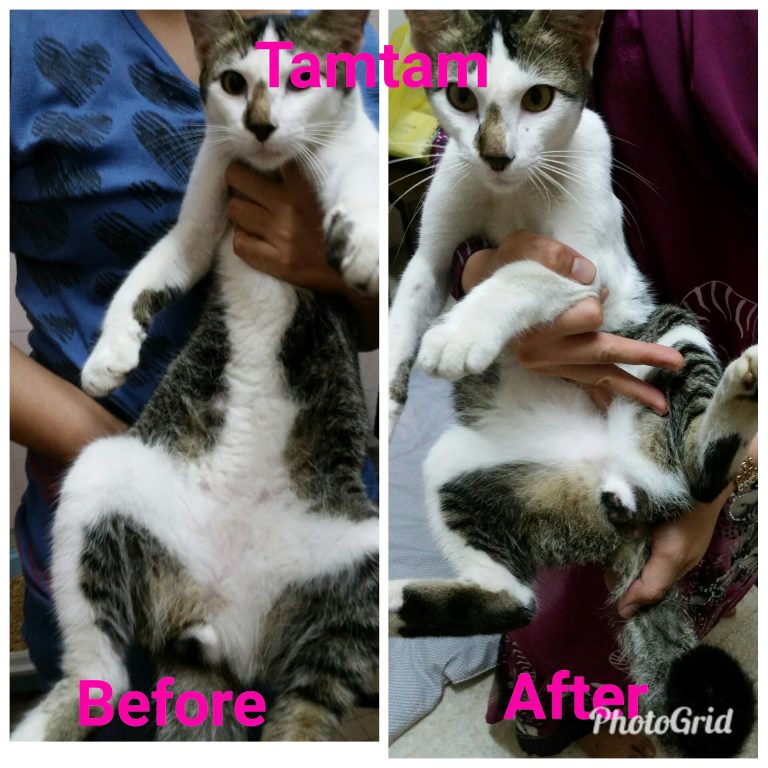 Neutering aid for 1 cat in Sentul (Nor Azaniza bt Misman's) - AnimalCare