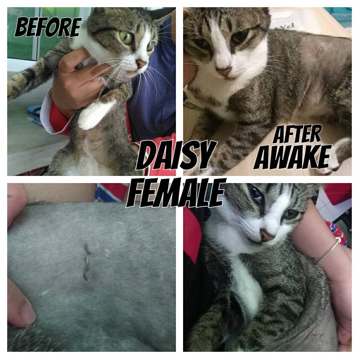 Neutering aid for 2 cats in Pulau Pinang (Chong Wei Teng's) - AnimalCare
