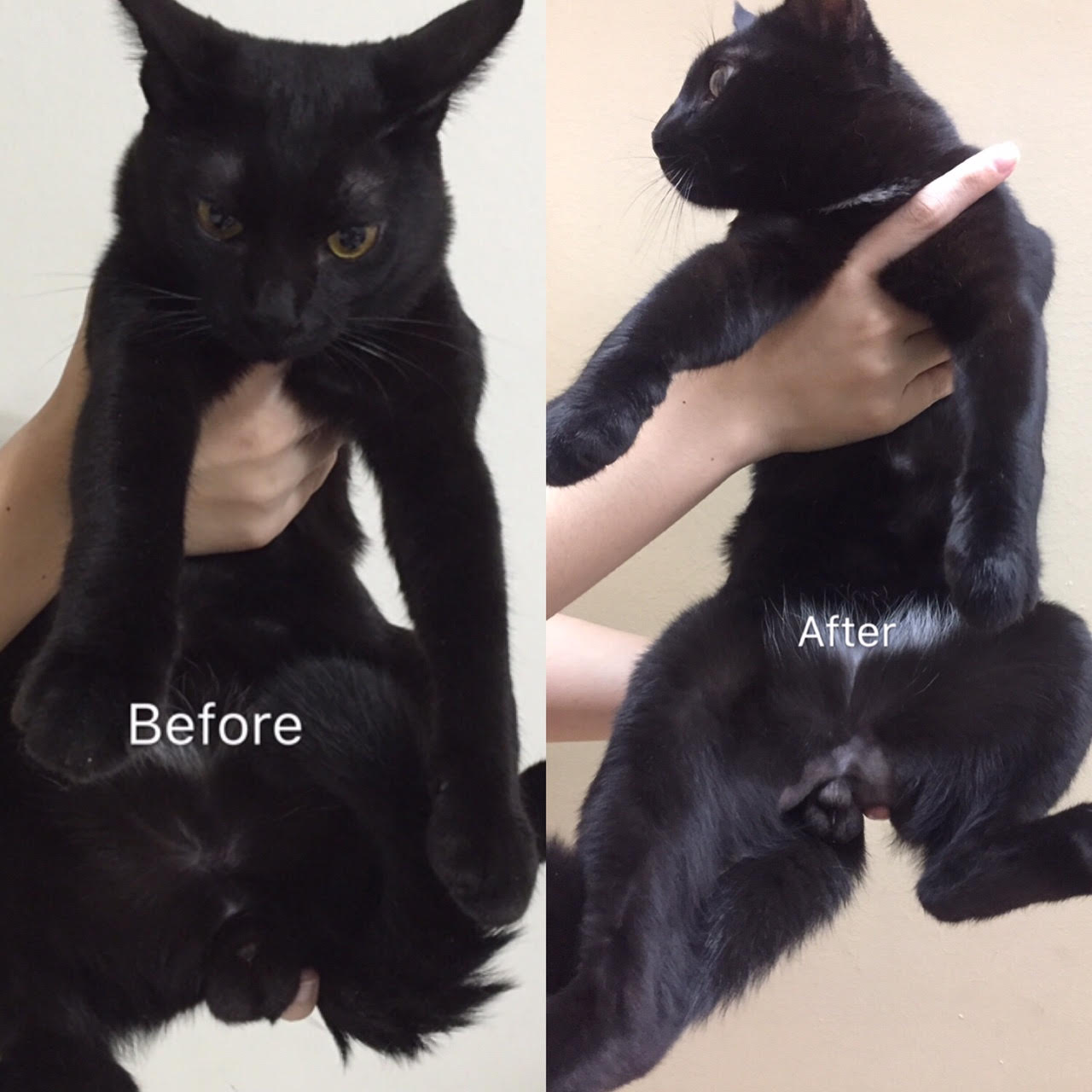 Neutering aid for 2 cats in Ipoh (Chong Mei Kuen's) - AnimalCare