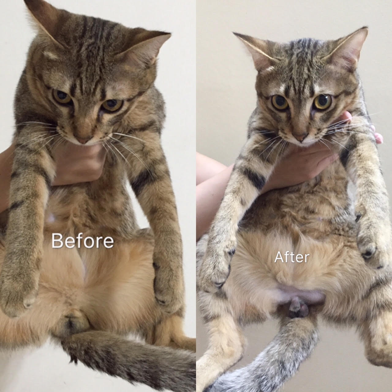 Neutering aid for 2 cats in Ipoh (Chong Mei Kuen's) - AnimalCare