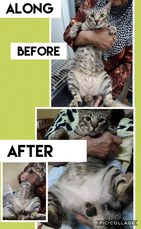 Neutering aid for 3 cats in Sungai Petani (Azizah bt Man's) - AnimalCare
