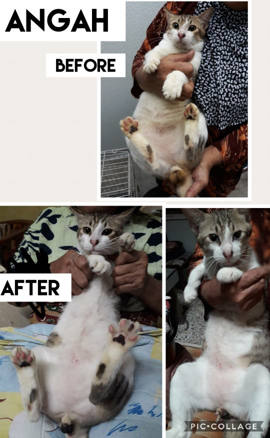 Neutering aid for 3 cats in Sungai Petani (Azizah bt Man's) - AnimalCare