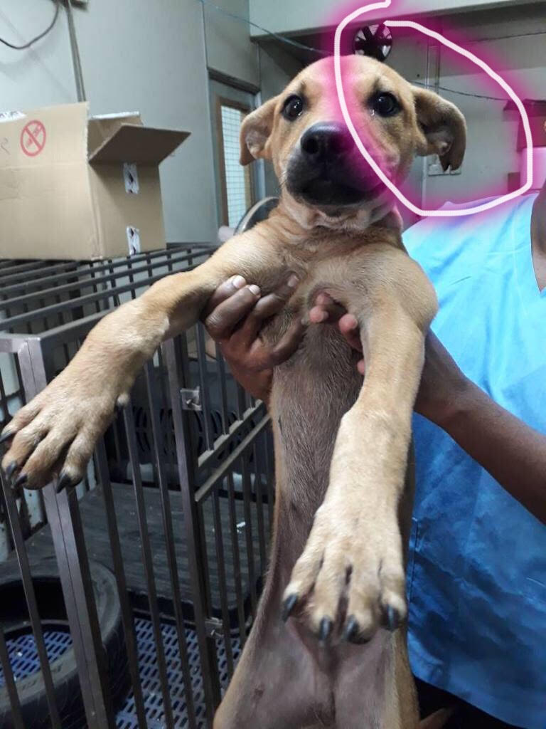 Neutering aid for 1 dog in Puchong (Teng Ching Ching's) - AnimalCare