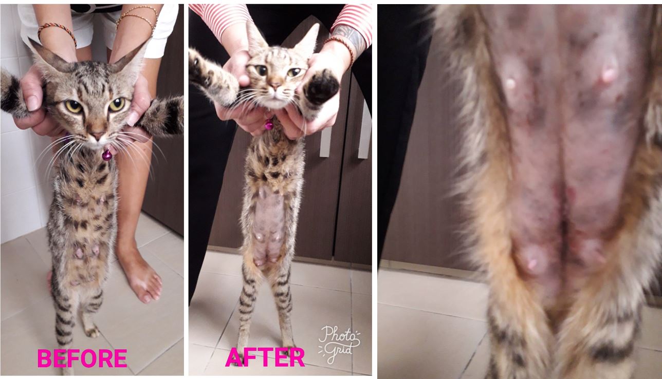 Neutering aid for 1 cat in Puchong (Hew Khur Shean's) - AnimalCare