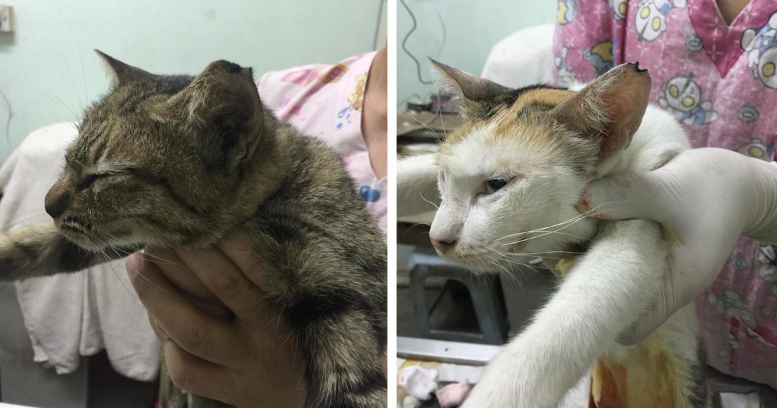 Neutering aid for 2 cats in Puchong (Teng Ching Ching's) - AnimalCare