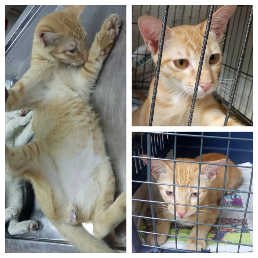 Neutering aid for 1 dog and 3 cats in Kepong (Lee Chin Chin & Lim Mei ...
