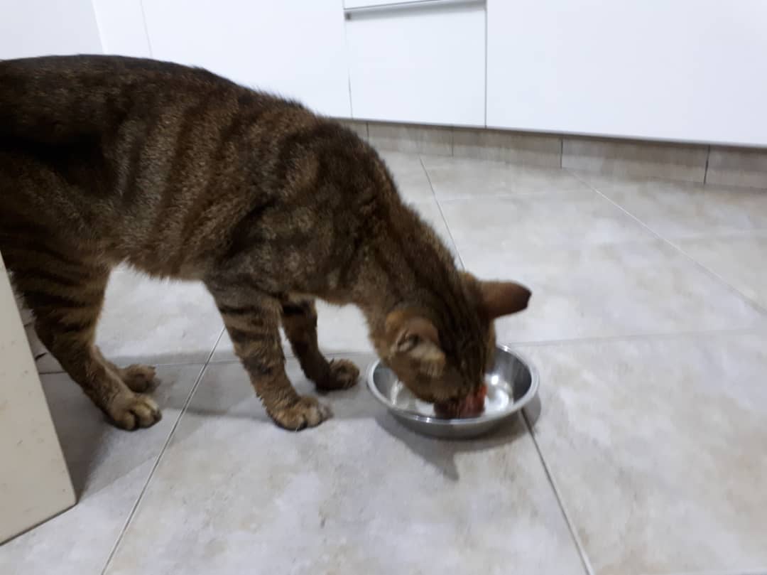 Vincent is warded (stomatitis again) - AnimalCare