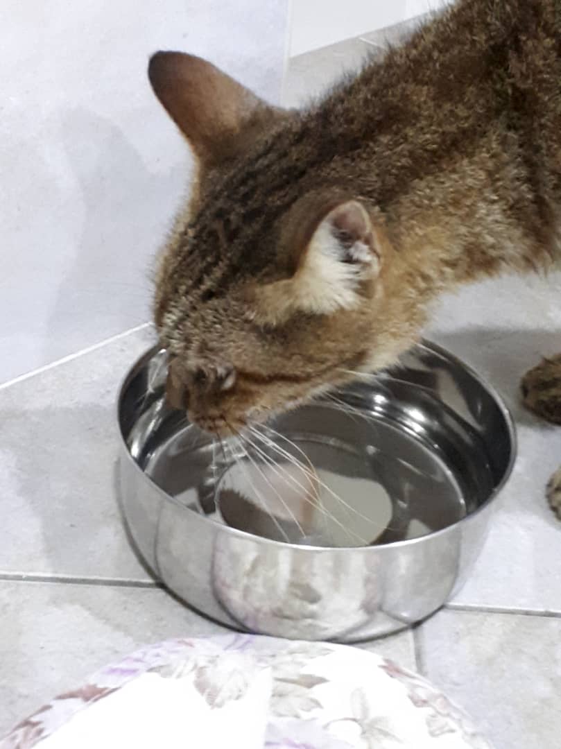 Vincent is warded (stomatitis again) - AnimalCare