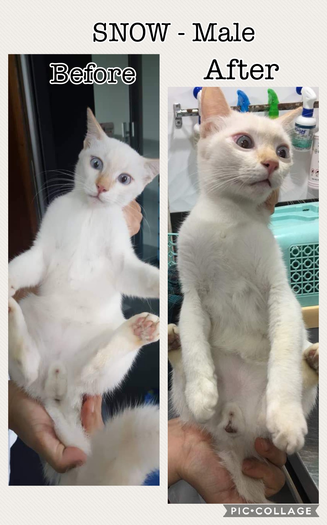 Neutering aid for 1 cat in Kota Damansara (Lee Lay Kim's) - AnimalCare