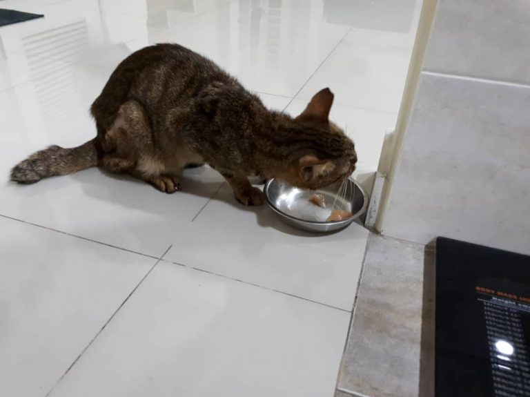 Vincent's stories (the big vomit) - AnimalCare