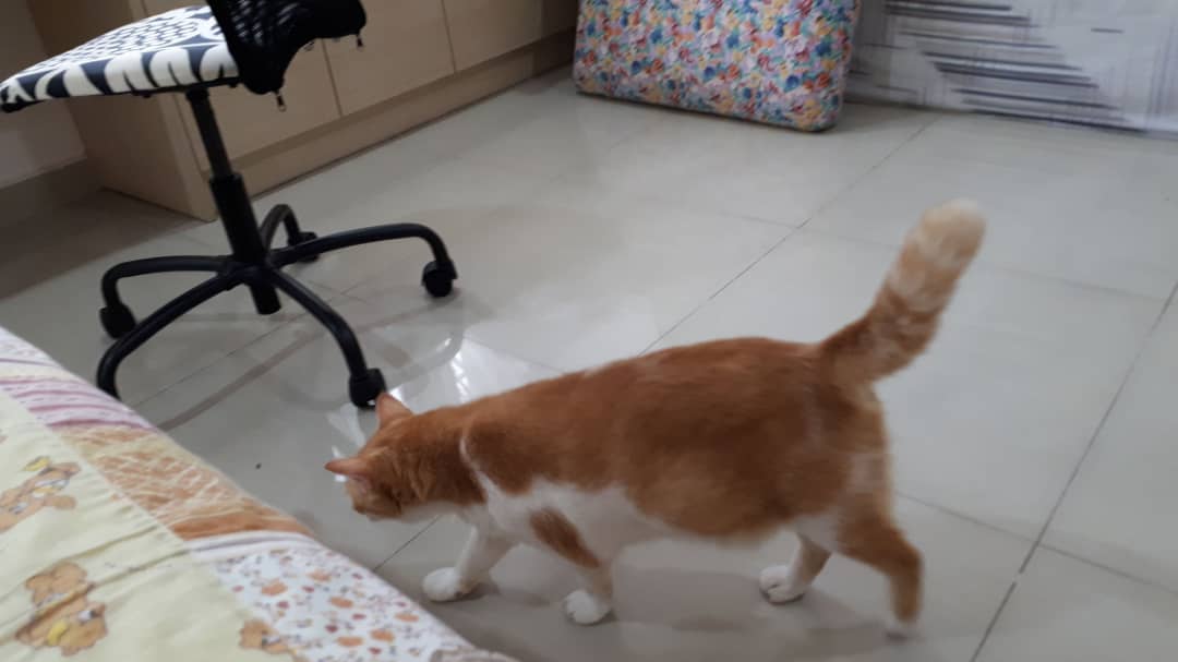 Ginger's bullying continues - caught in action - AnimalCare