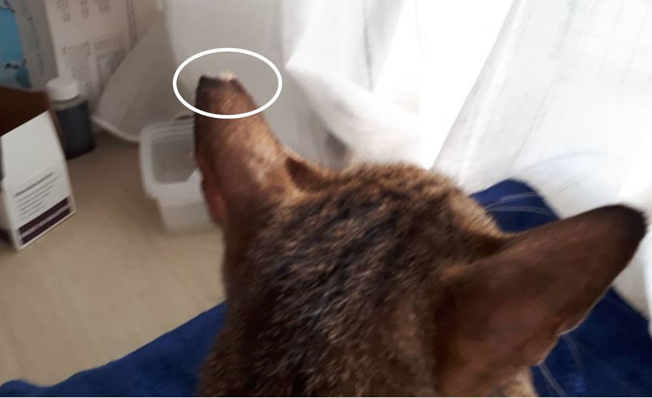 The (sometimes) tricky ear notch - AnimalCare