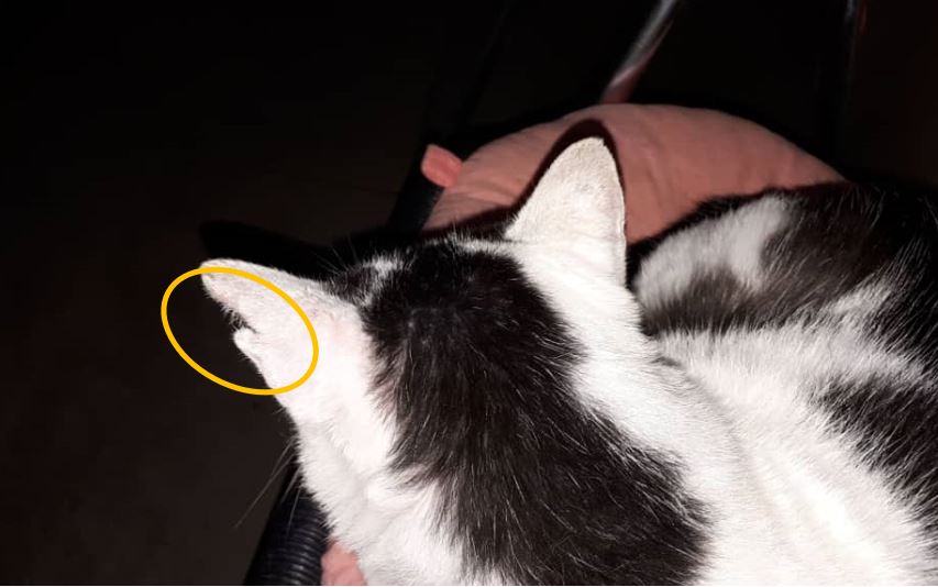 The (sometimes) tricky ear notch - AnimalCare