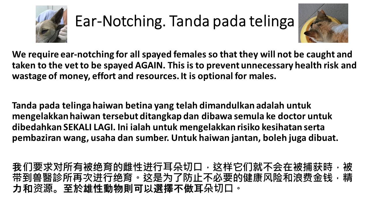 The ear-notching policy stays - AnimalCare
