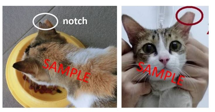 The ear-notching policy stays - AnimalCare