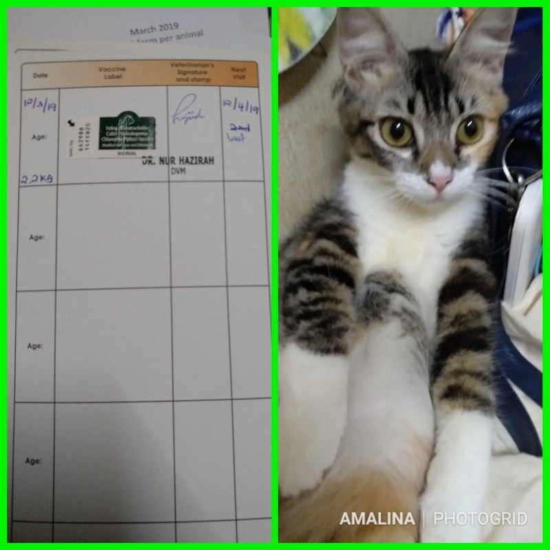 Vaccination aid for 3 cats in Setapak (Janiah bt Salih's) - AnimalCare