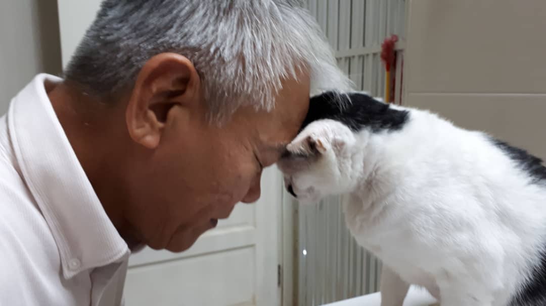 Cow Mau's famous "touch-forehead" game - AnimalCare
