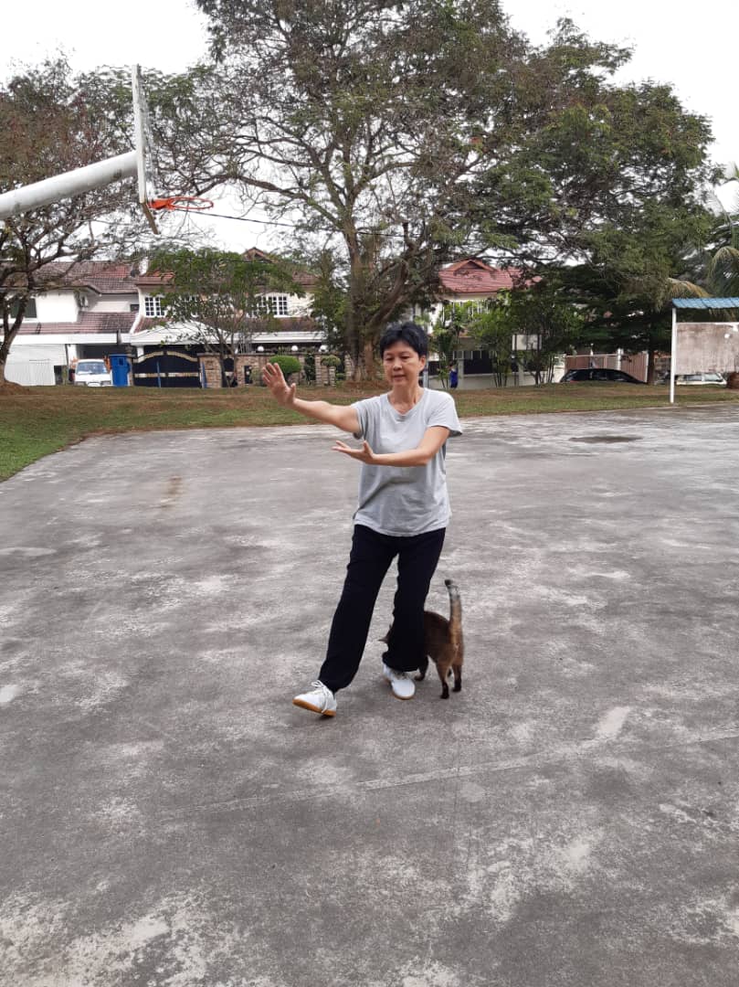 Heidi, our loyal taiji cat - AnimalCare