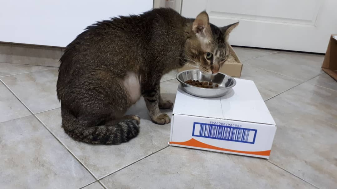 Managing Zurik - AnimalCare