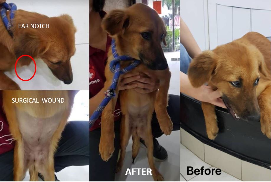 Neutering aid for 1 dog in Cheras (Lim Chyi Shin's) - AnimalCare