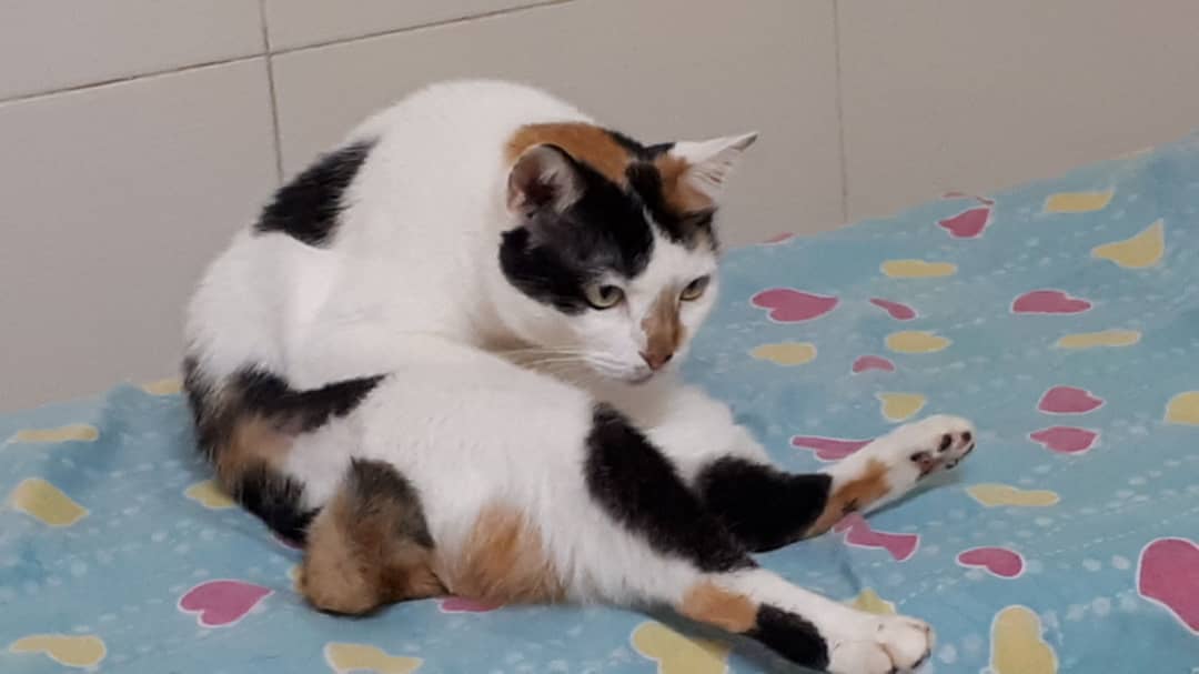 Subcut for Pole and Cleo - AnimalCare