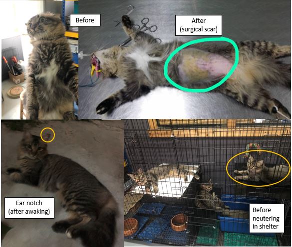 Neutering aid for 3 cats in Mutiara Damansara (Pang Hong Yee's ...