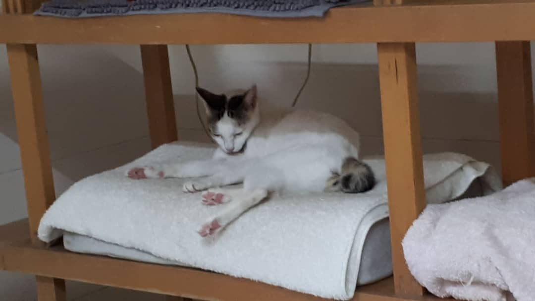 Subcut for Pole and Cleo - AnimalCare