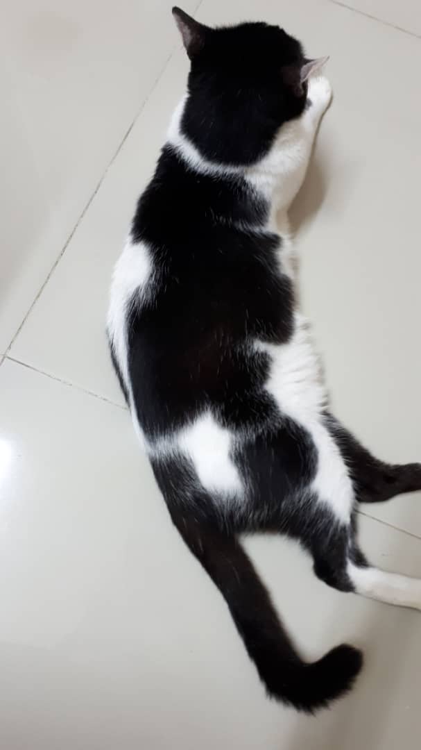 Why did Indy call? - AnimalCare