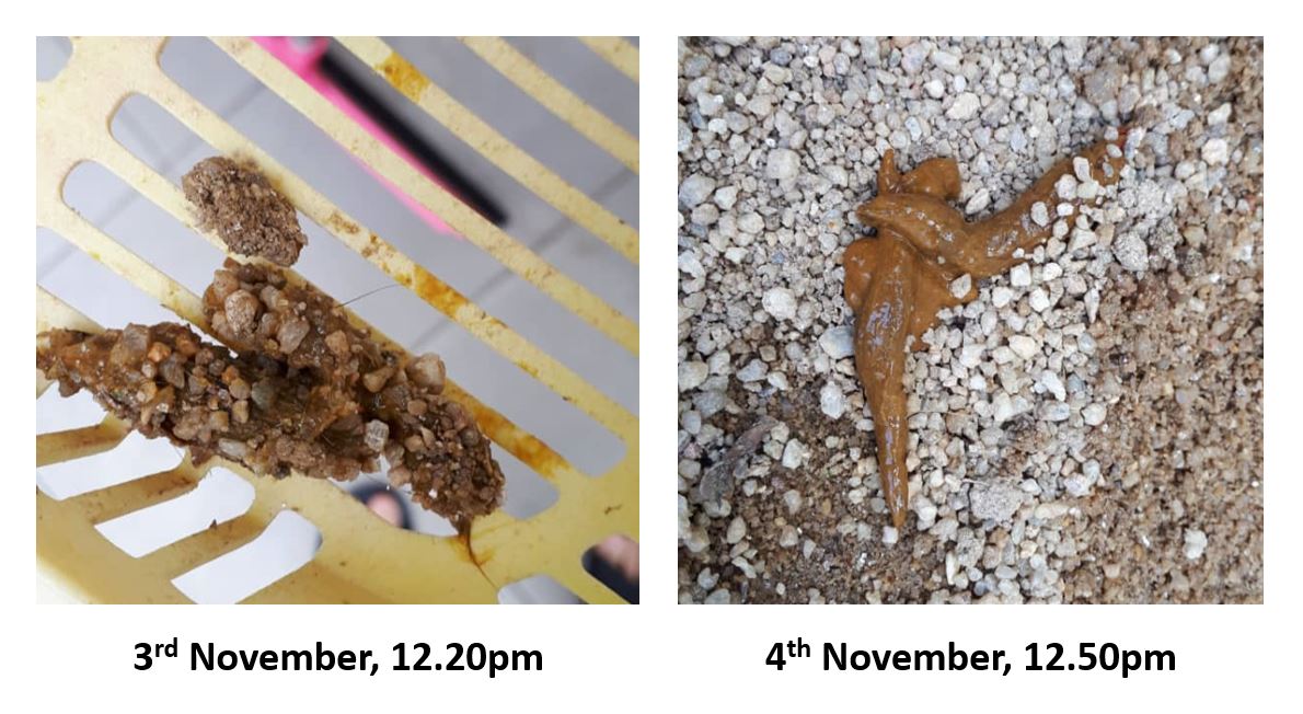 Will the real Indy-poop please stand up? - AnimalCare