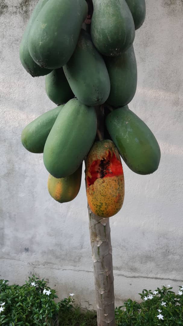 Our first papayas! - AnimalCare