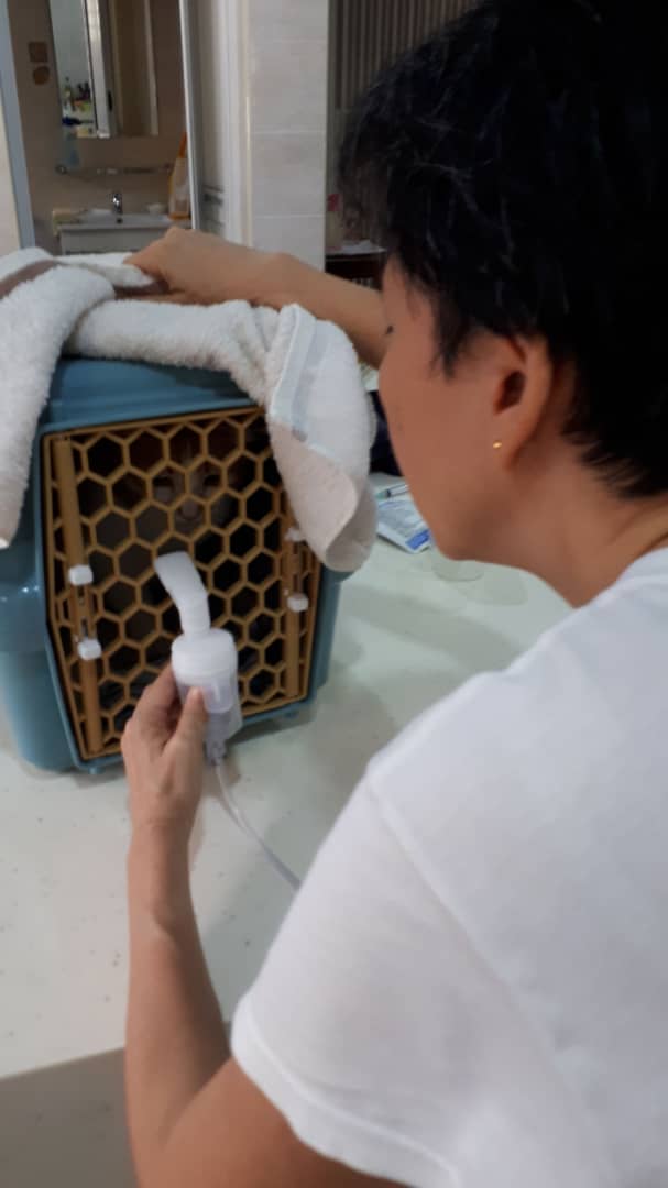 Ginger's first home nebulization - AnimalCare