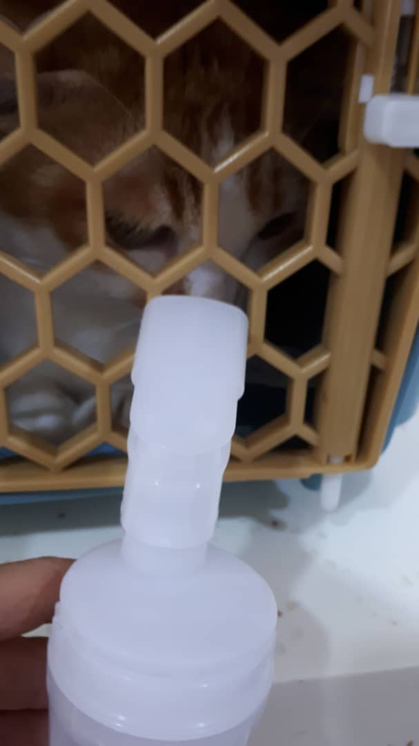 Ginger's nebulization progresses daily - AnimalCare