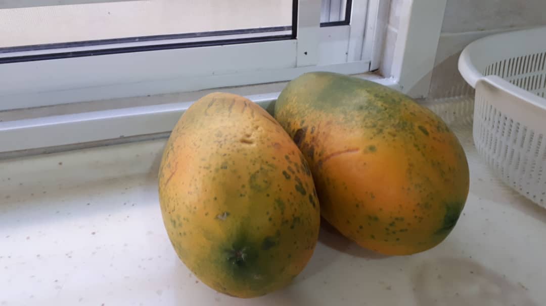Our first papayas! - AnimalCare