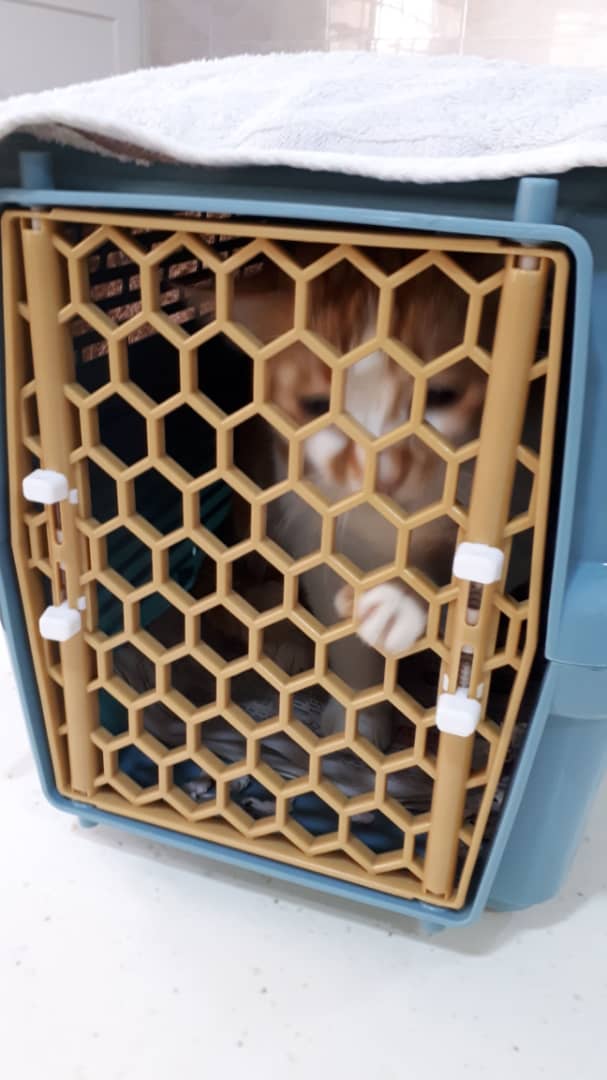 Ginger's first home nebulization - AnimalCare